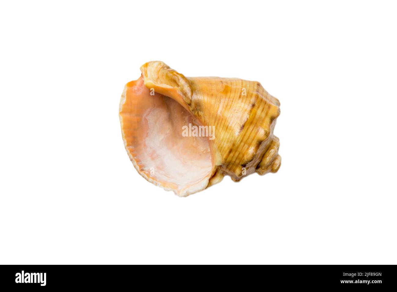 Sea shell isolated on white background. Close up seashell top view ...