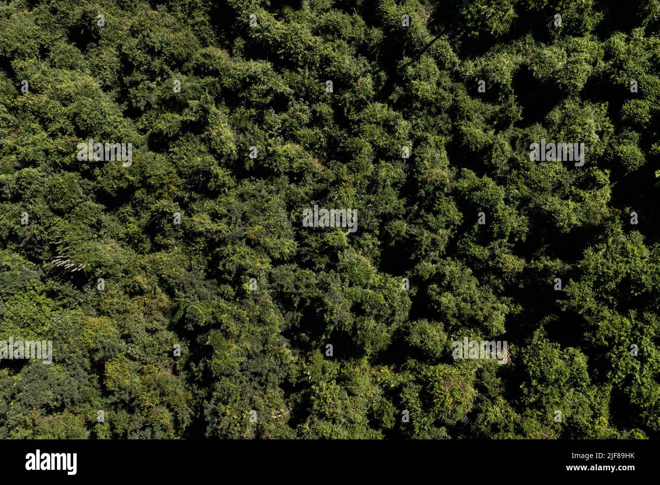 stretch of dense forest seen from above - drone view Stock Photo - Alamy