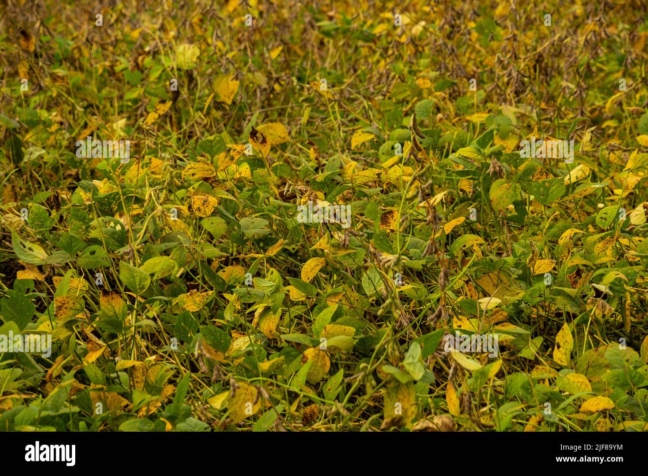 Harvesting soy beans hi-res stock photography and images - Alamy