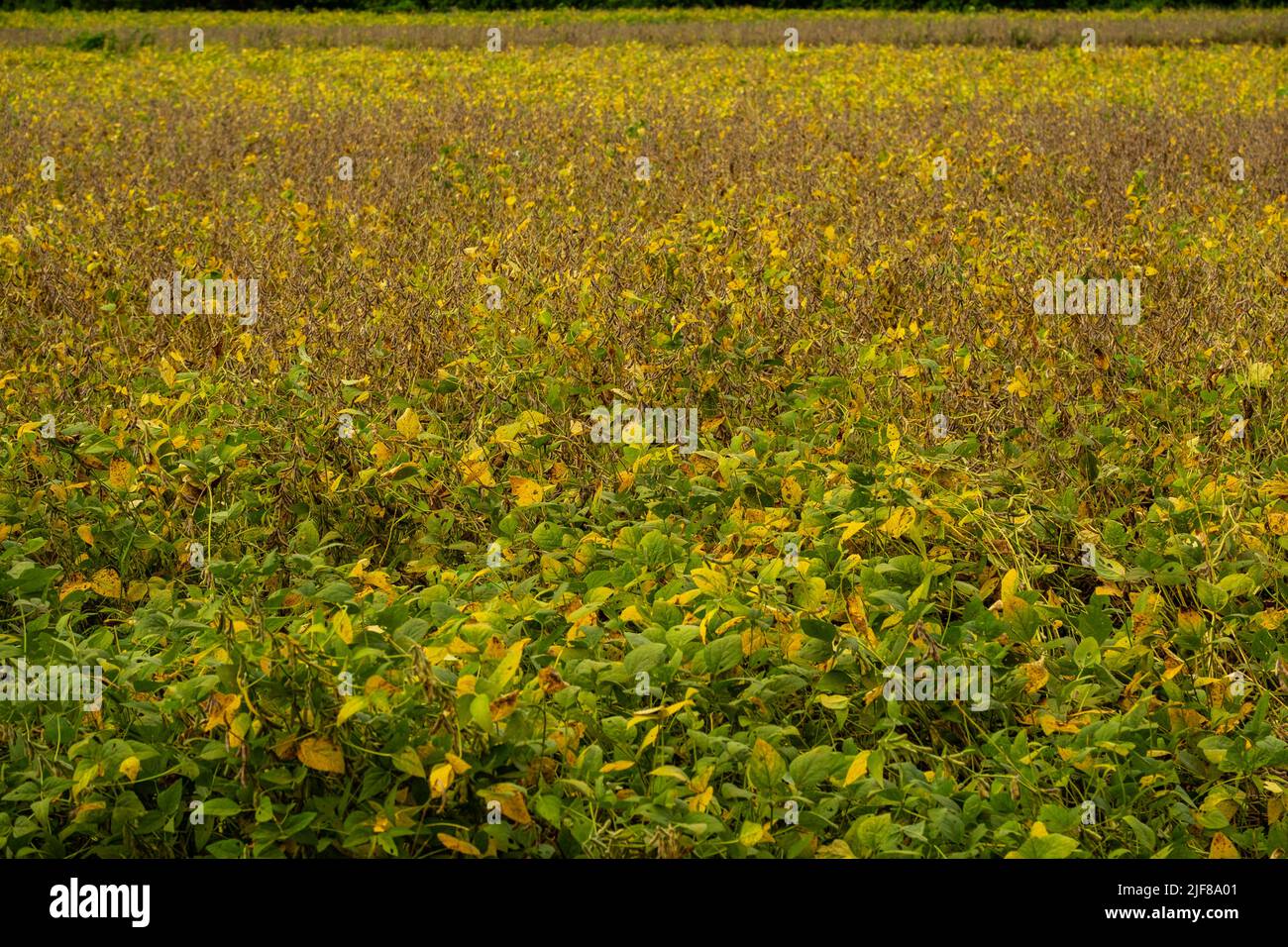 soy plantation almost at harvest point Stock Photo - Alamy