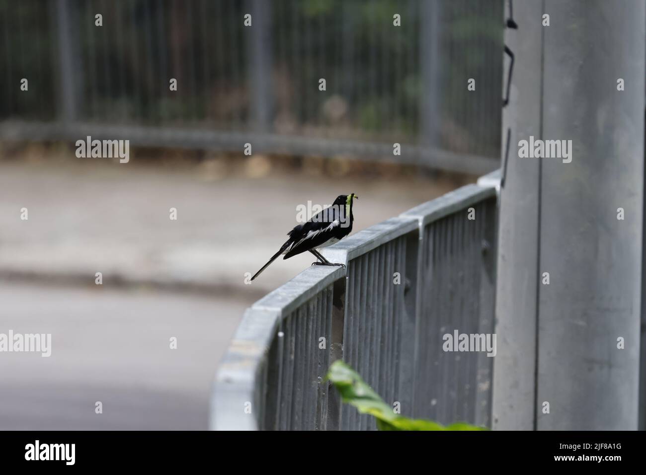 Steel animal hi-res stock photography and images - Alamy