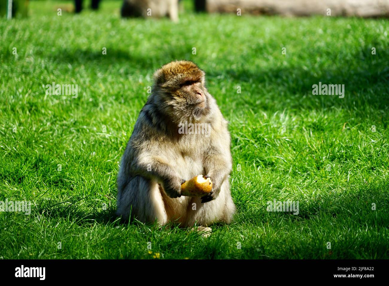 Monkey pear hi-res stock photography and images - Alamy