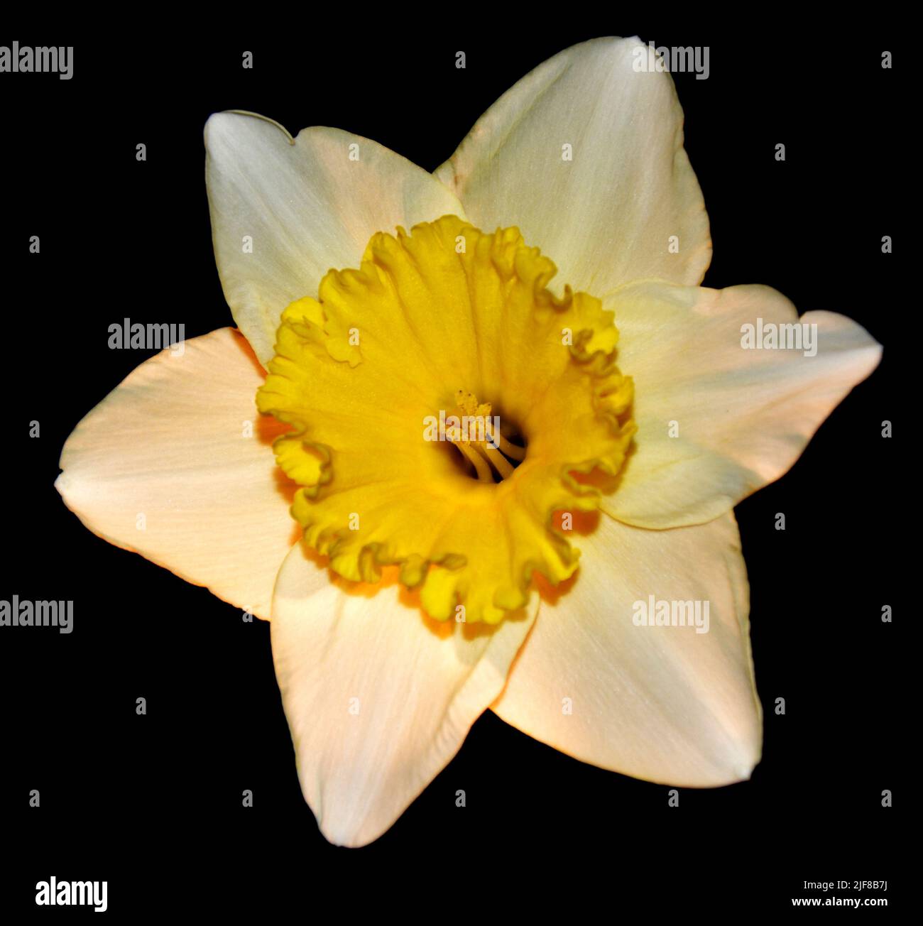Mixed daffodil bulbs hi-res stock photography and images - Alamy