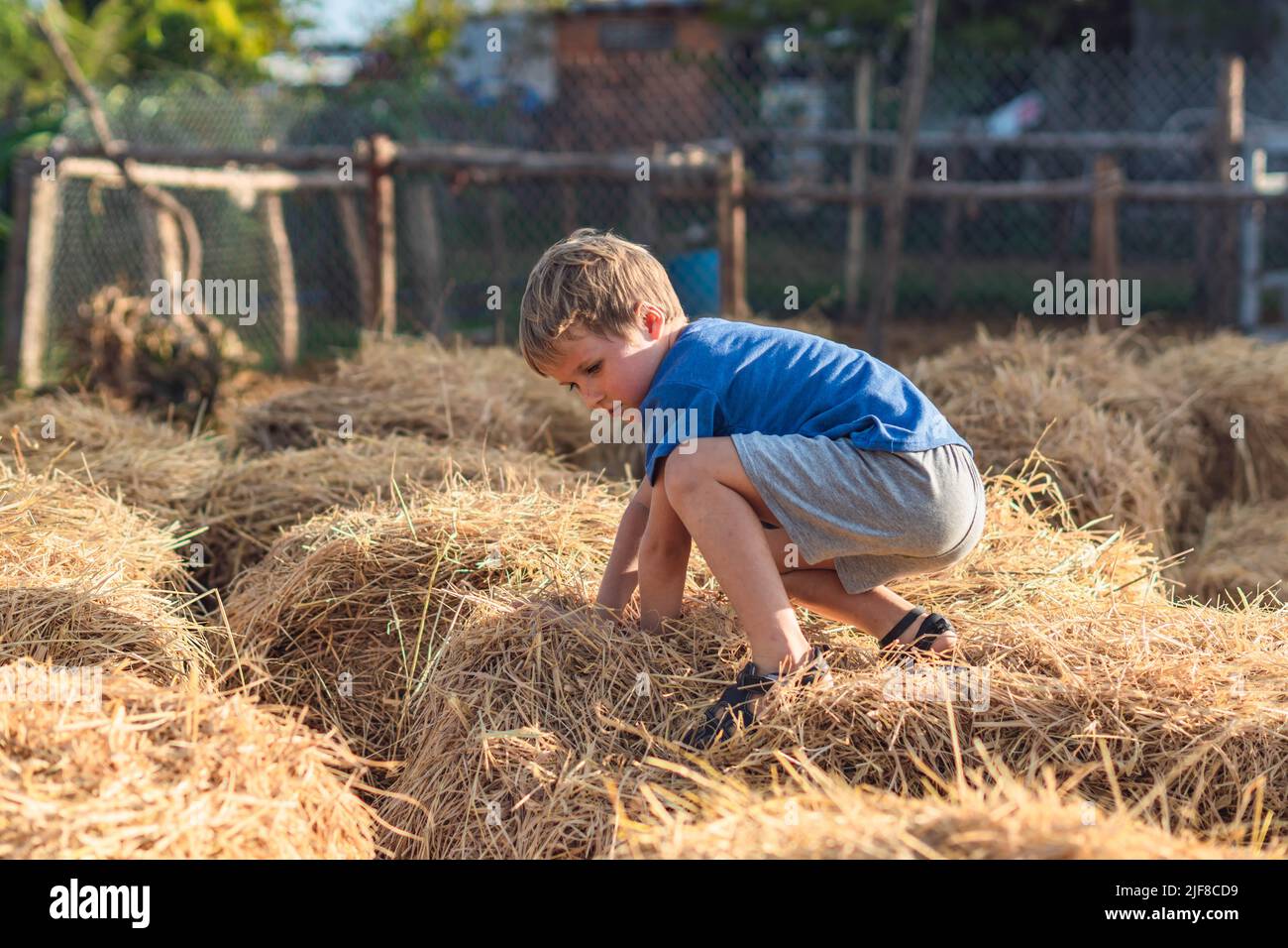Boy blue t-shirt smile play climbs on down haystack bales of dry hay ...