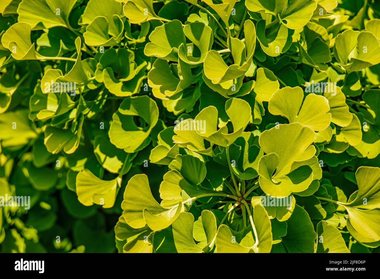 Fresh bright green leaves of ginkgo biloba. Natural foliage texture ...