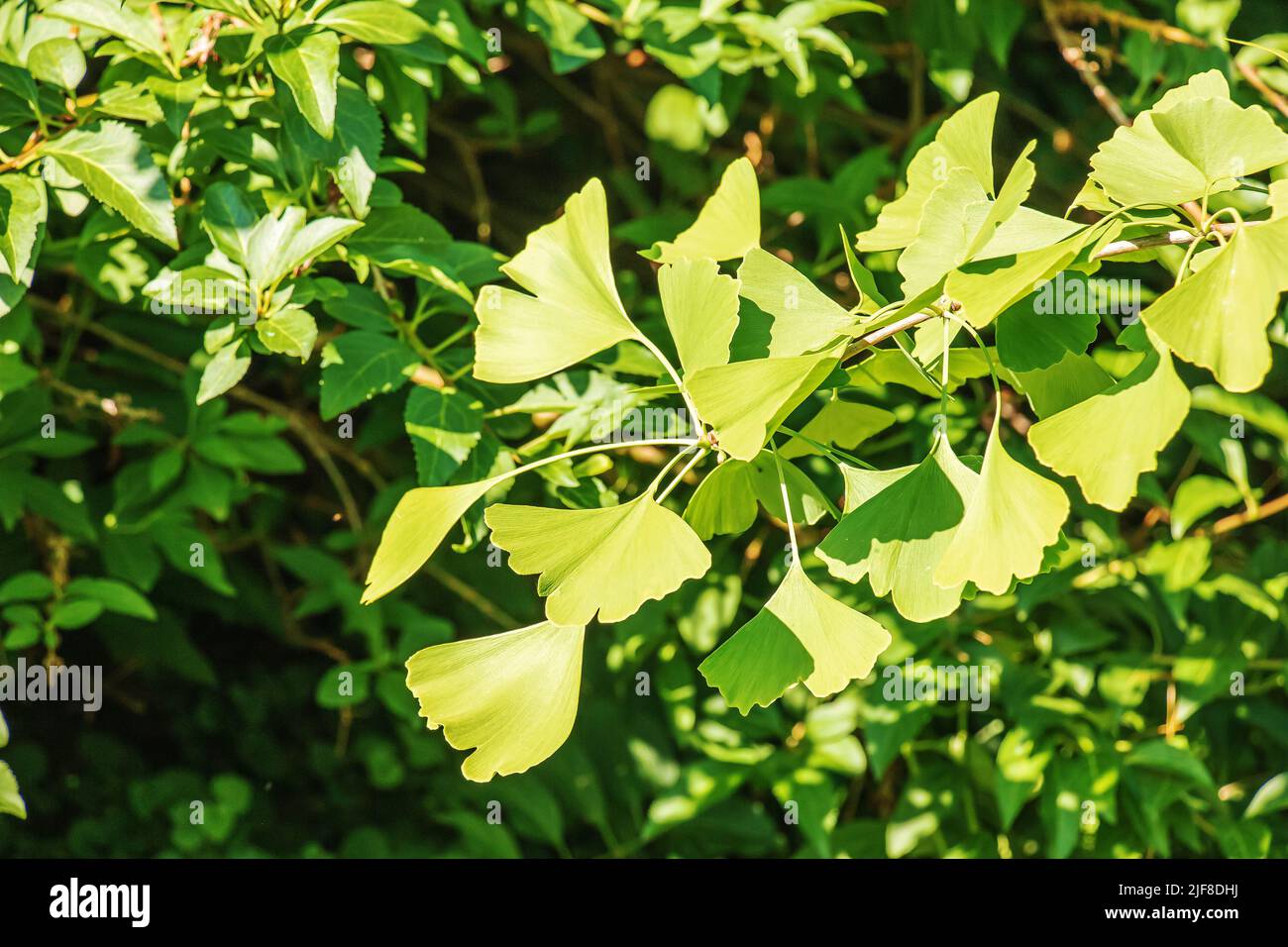 Fresh bright green leaves of ginkgo biloba. Natural foliage texture ...