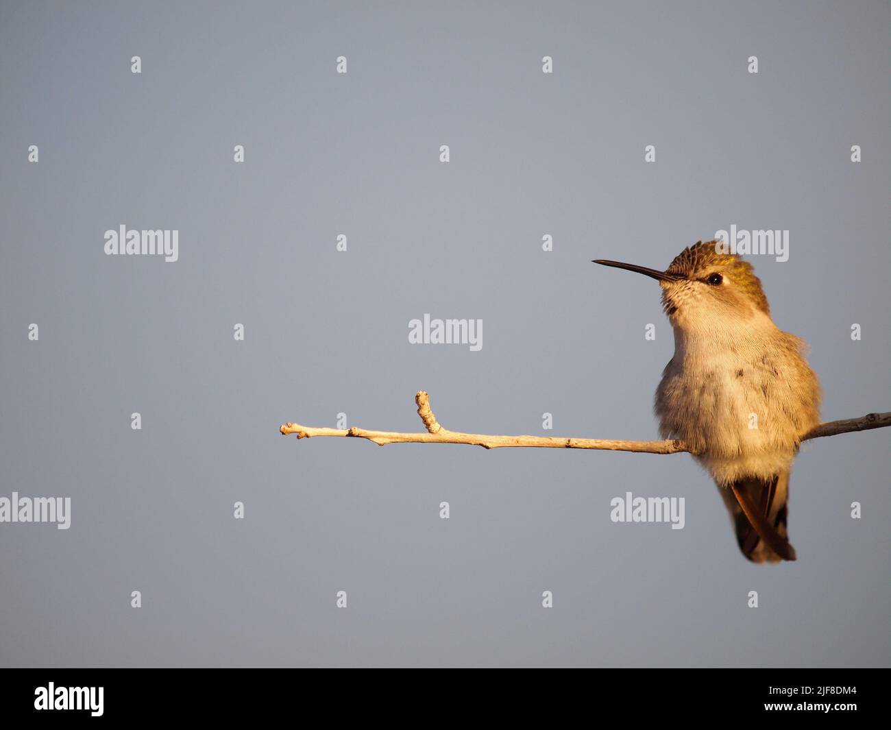 Humming bird Sunbathing Stock Photo - Alamy