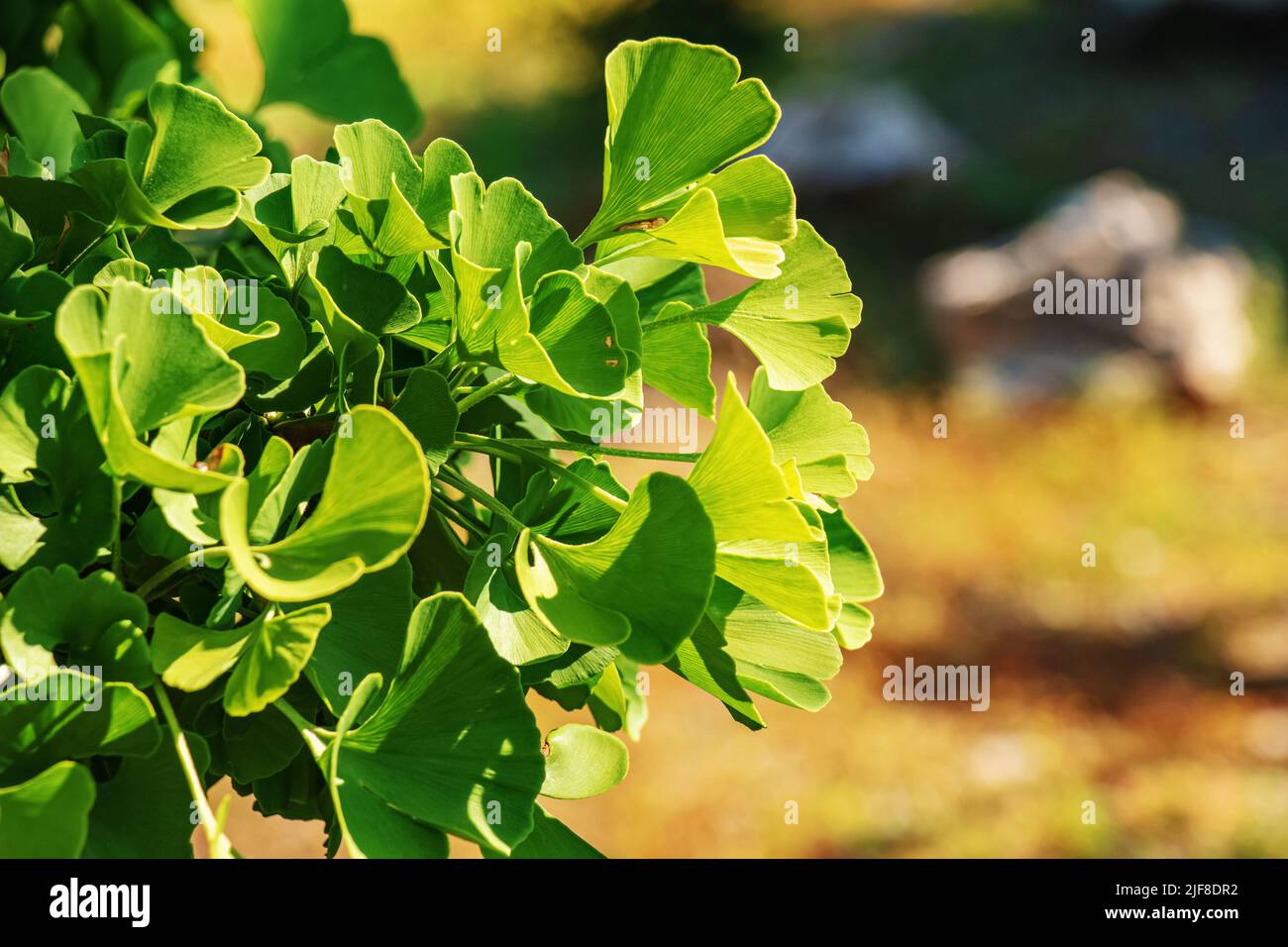 Fresh bright green leaves of ginkgo biloba. Natural foliage texture ...