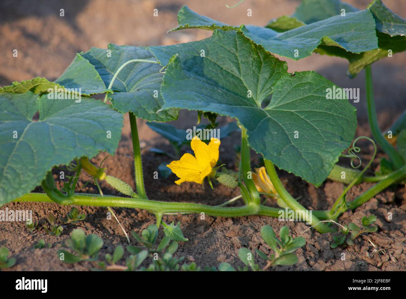 Stem with a young cucumber on the ground. Cucumber harvest concept ...