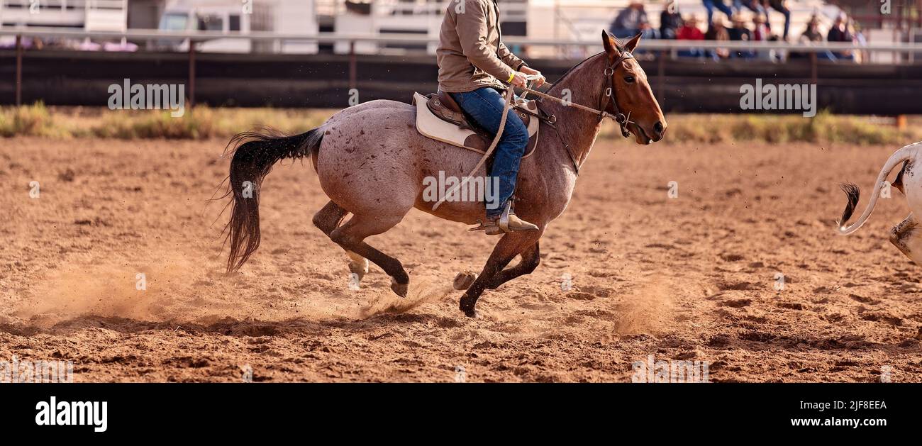 Cowboy on horse in a camp draft event at an Australian country rodeo ...