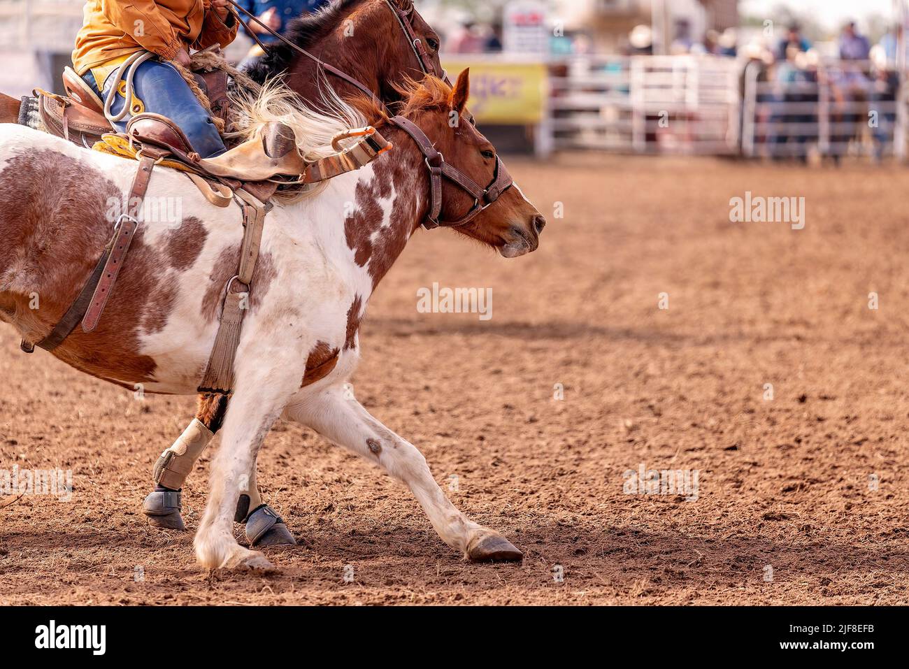 Cowboys lead a wild bucking bronc horse out of the arena after he has ...