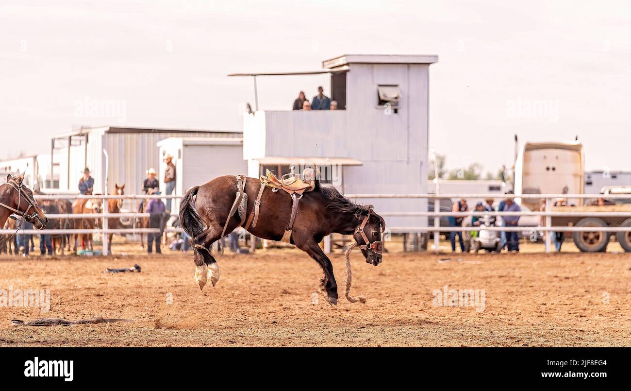 Wild bucking bronco horse has thrown off cowboy rider in an event at an ...