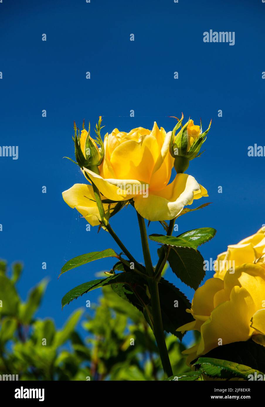 Yellow (gold) rose bloom Stock Photo - Alamy