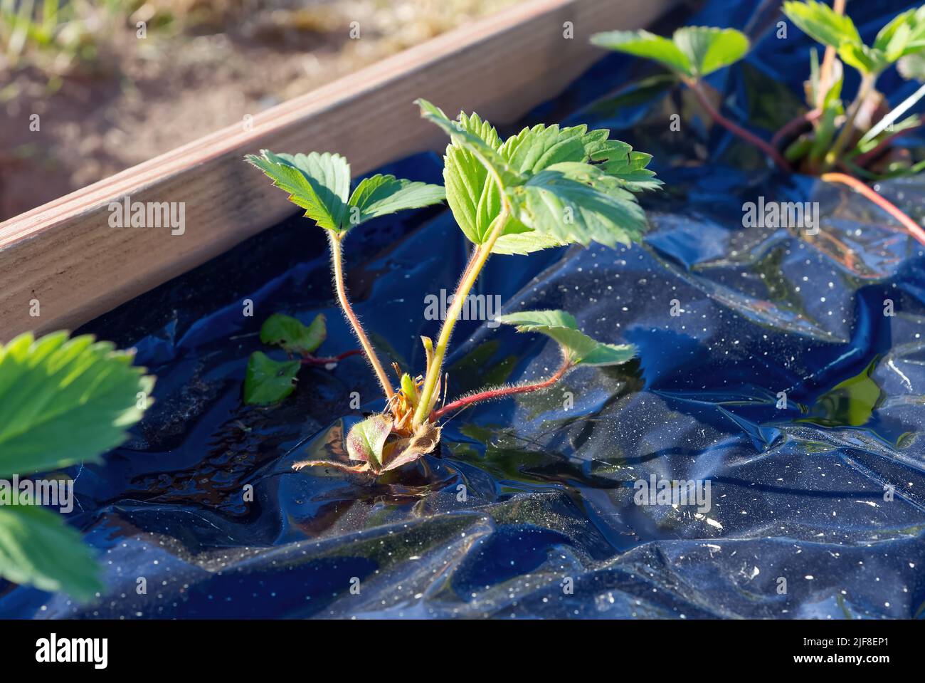 strawberry plants. farming, strawberry production. Beds of wood and ...