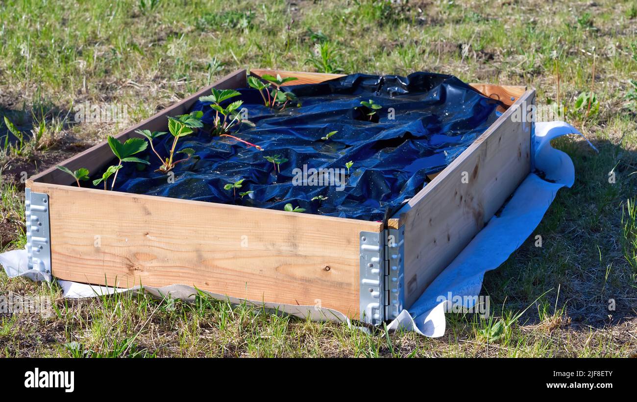 strawberry plants. farming, strawberry production. Beds of wood and ...