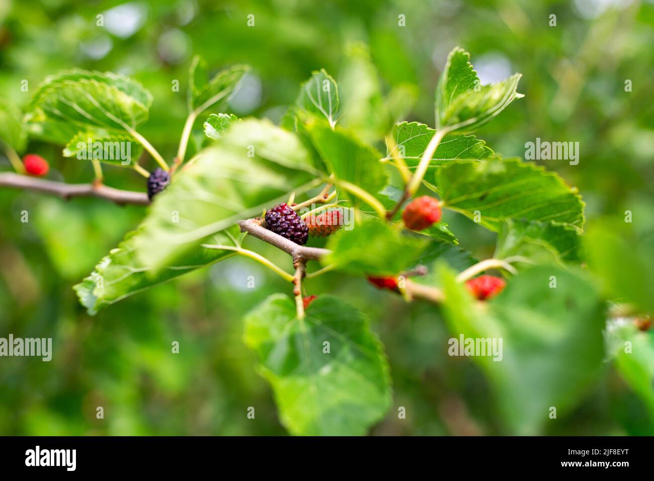 Mulberry ripens on a tree branch on a summer day. Delicious sweet berry ...