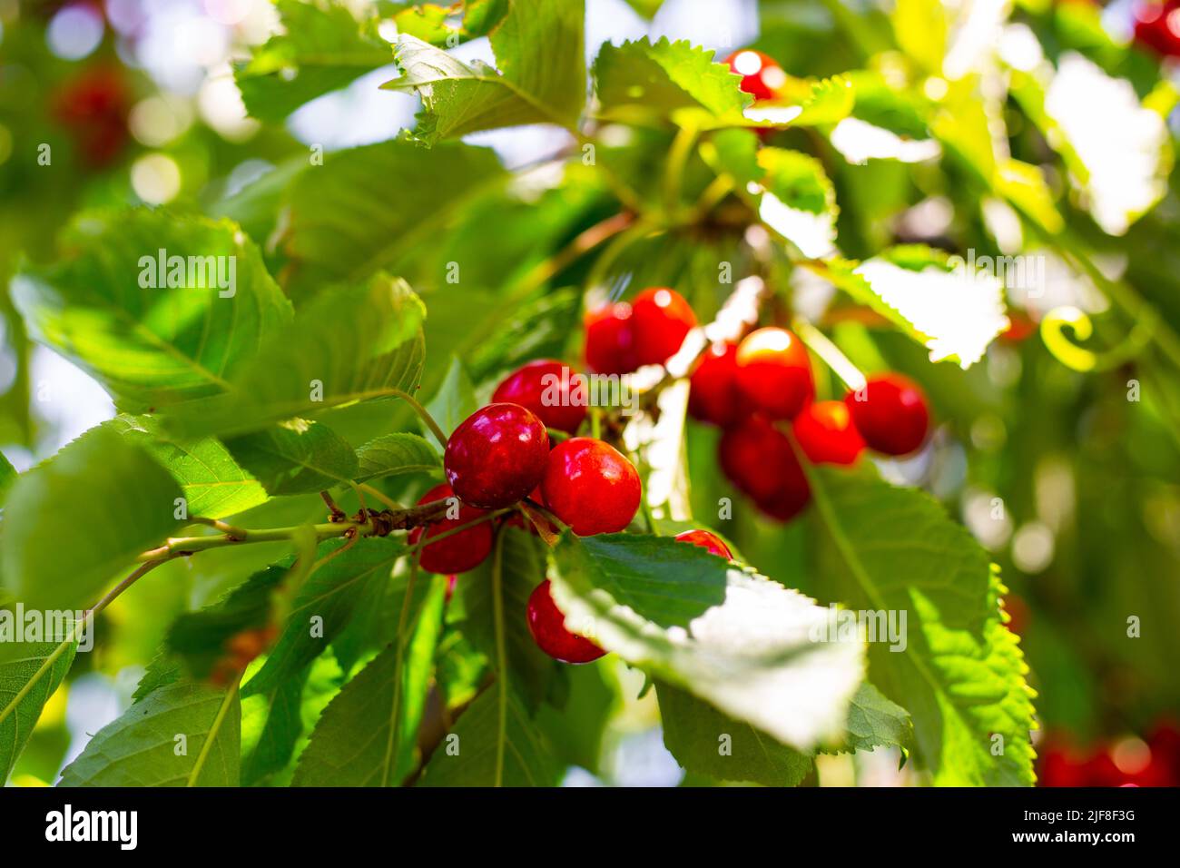 ripe red cherry on a tree branch. Harvesting berries in the garden ...