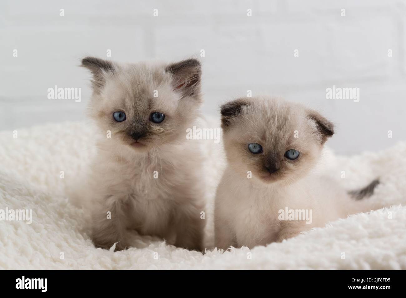 Two funny point-color kittens with blue eyes are sitting on the carpet ...
