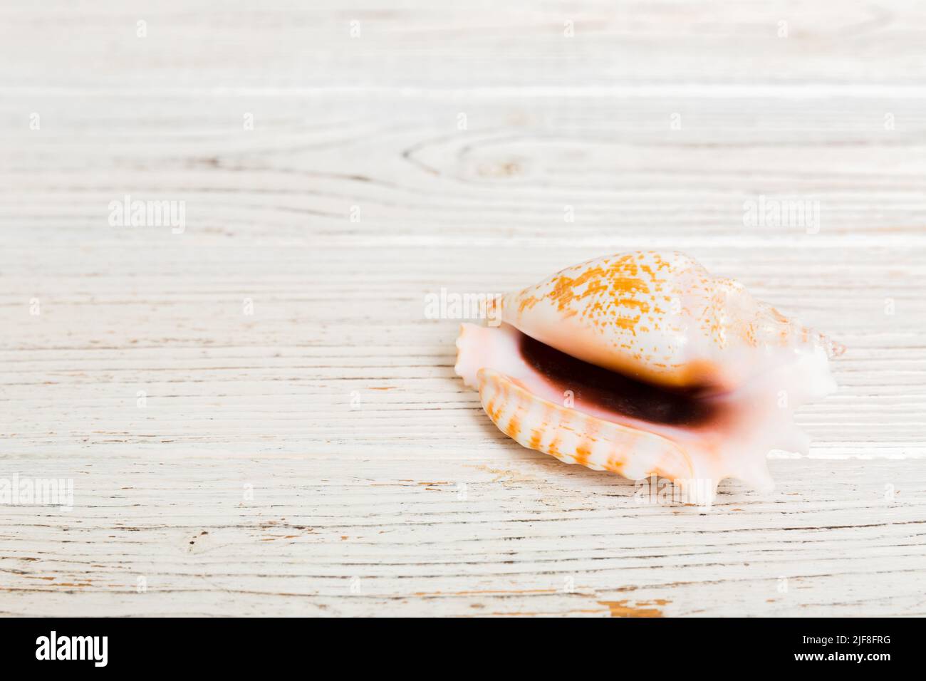 Beach seashells on colored background. Mock up with copy space Stock ...