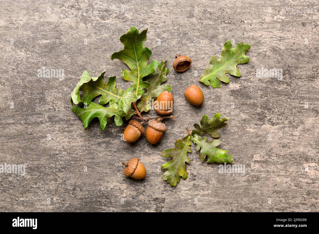 Branch with green oak tree leaves and acorns on colored background ...