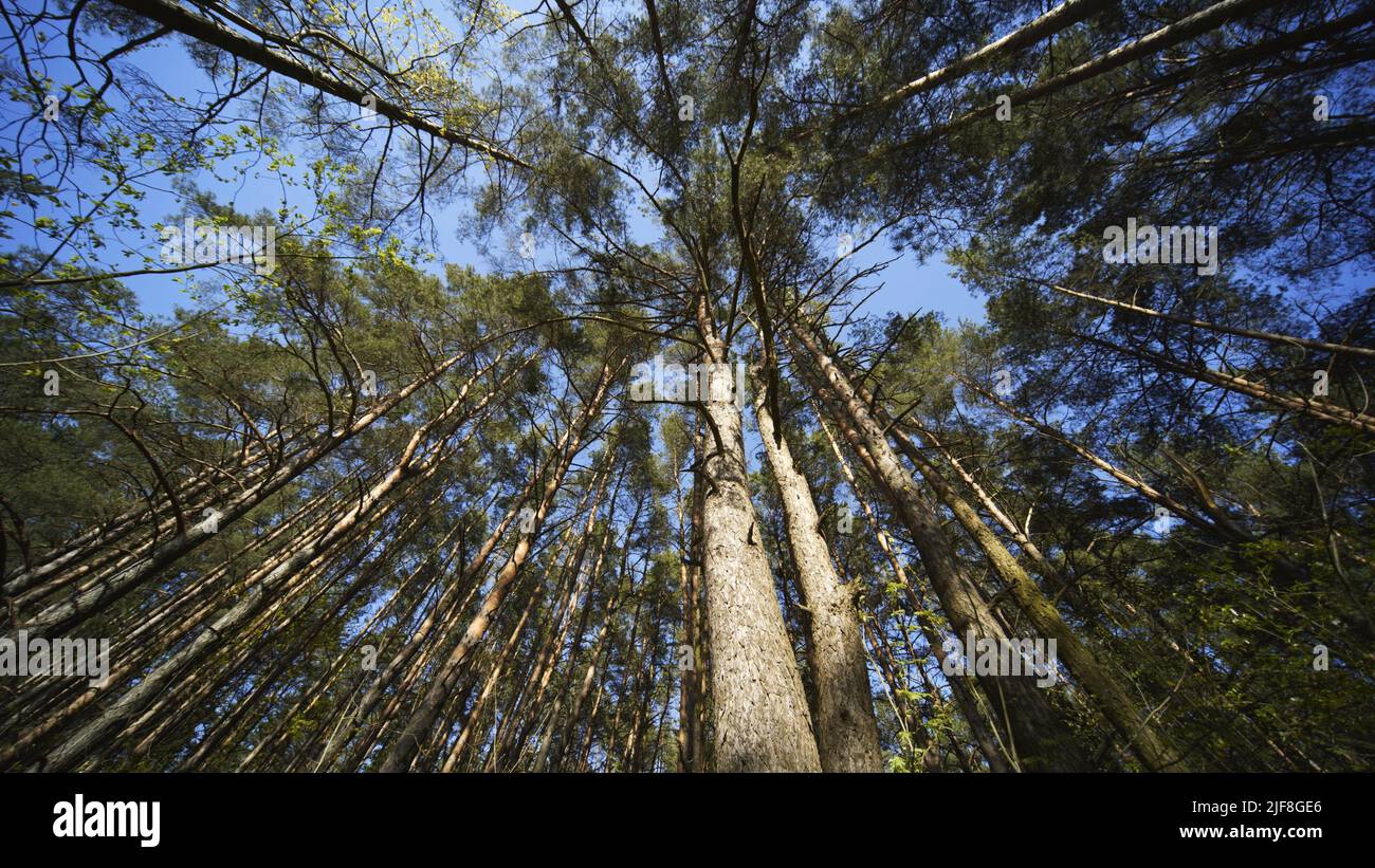 Spring Forest. View from below with a slider Stock Photo - Alamy