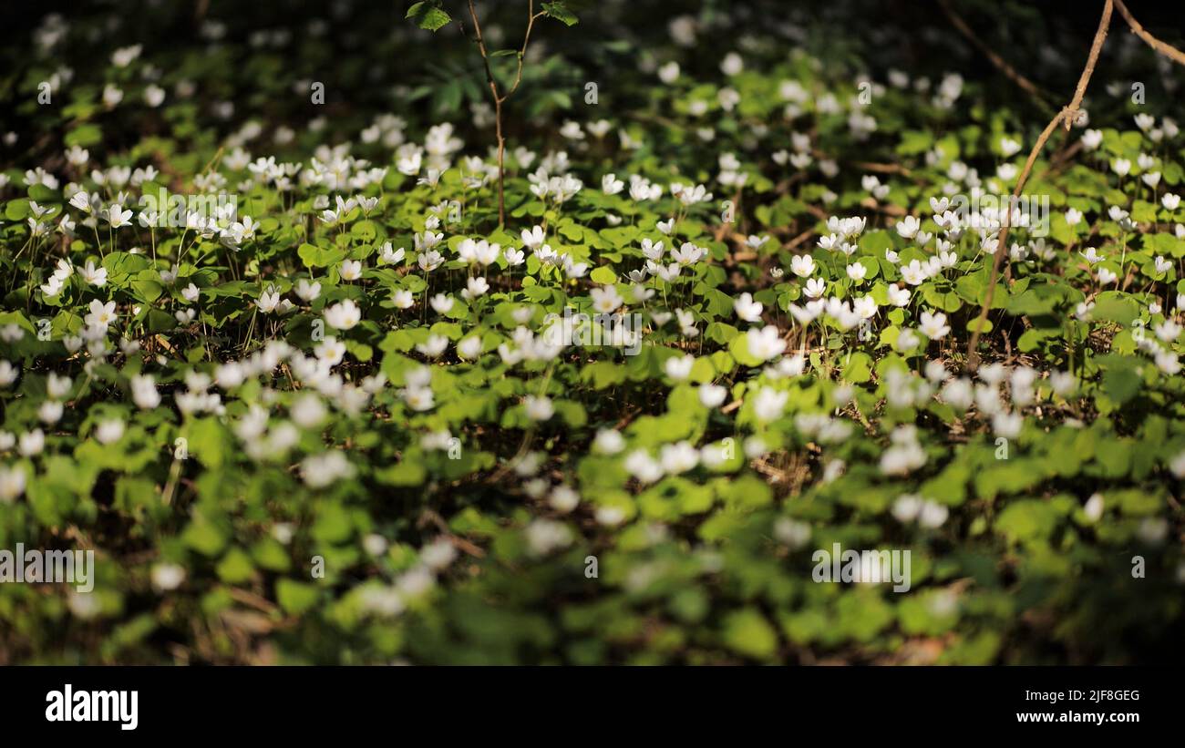 Blooming rabbit sprouts in the woods in spring. Smooth movement Stock ...