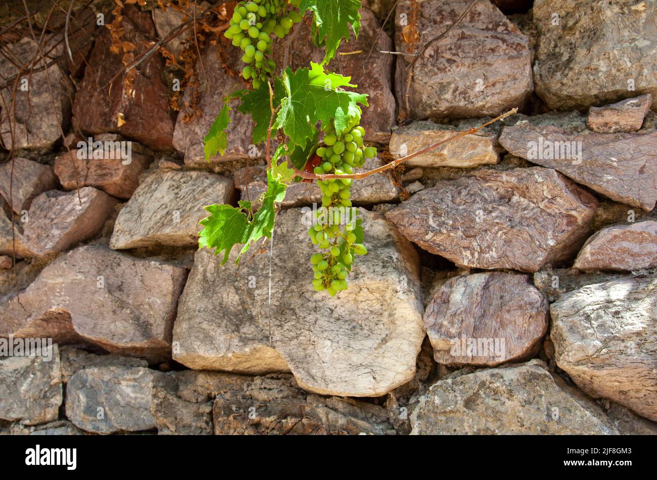Growing grapes. Grapes hang on the stone wall Stock Photo - Alamy