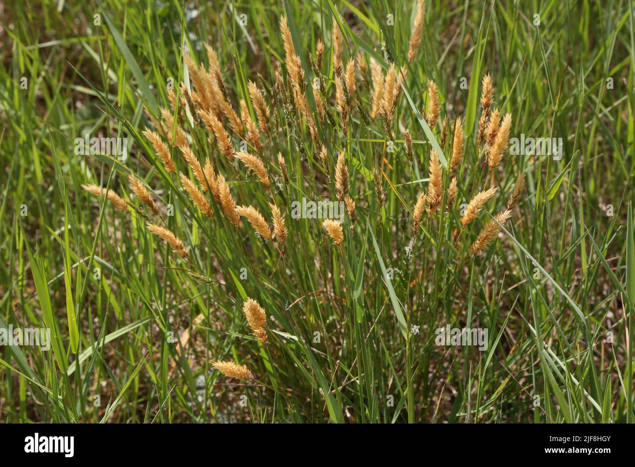Foxtail grass hi-res stock photography and images - Alamy
