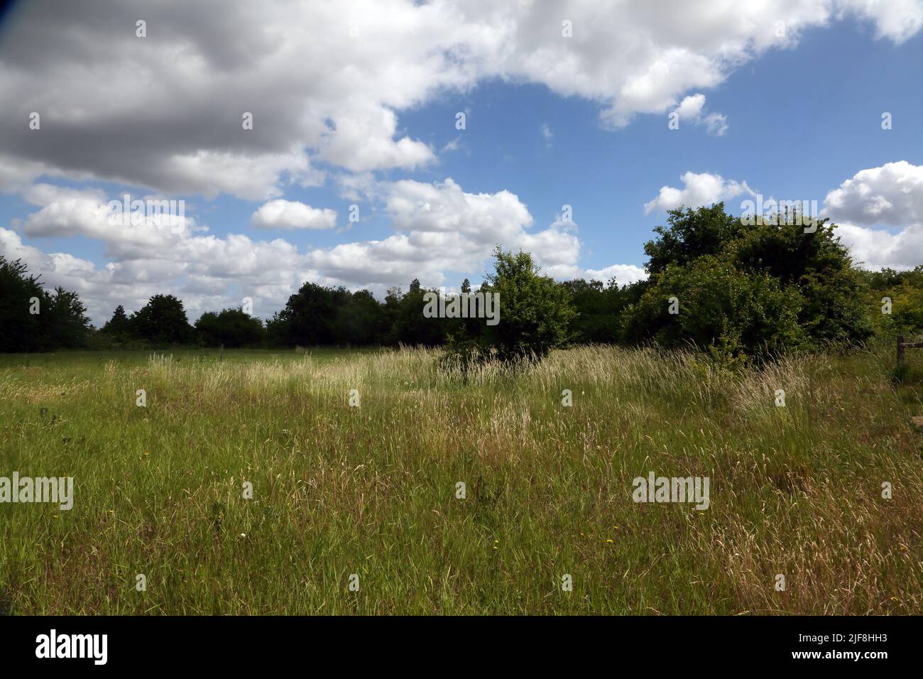 Howell Hill Nature Reserve Landscape Epsom Surrey England Stock Photo ...