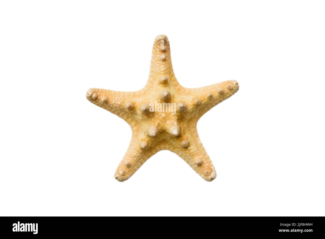 Natural yellow starfish isolated on white background top view Stock ...