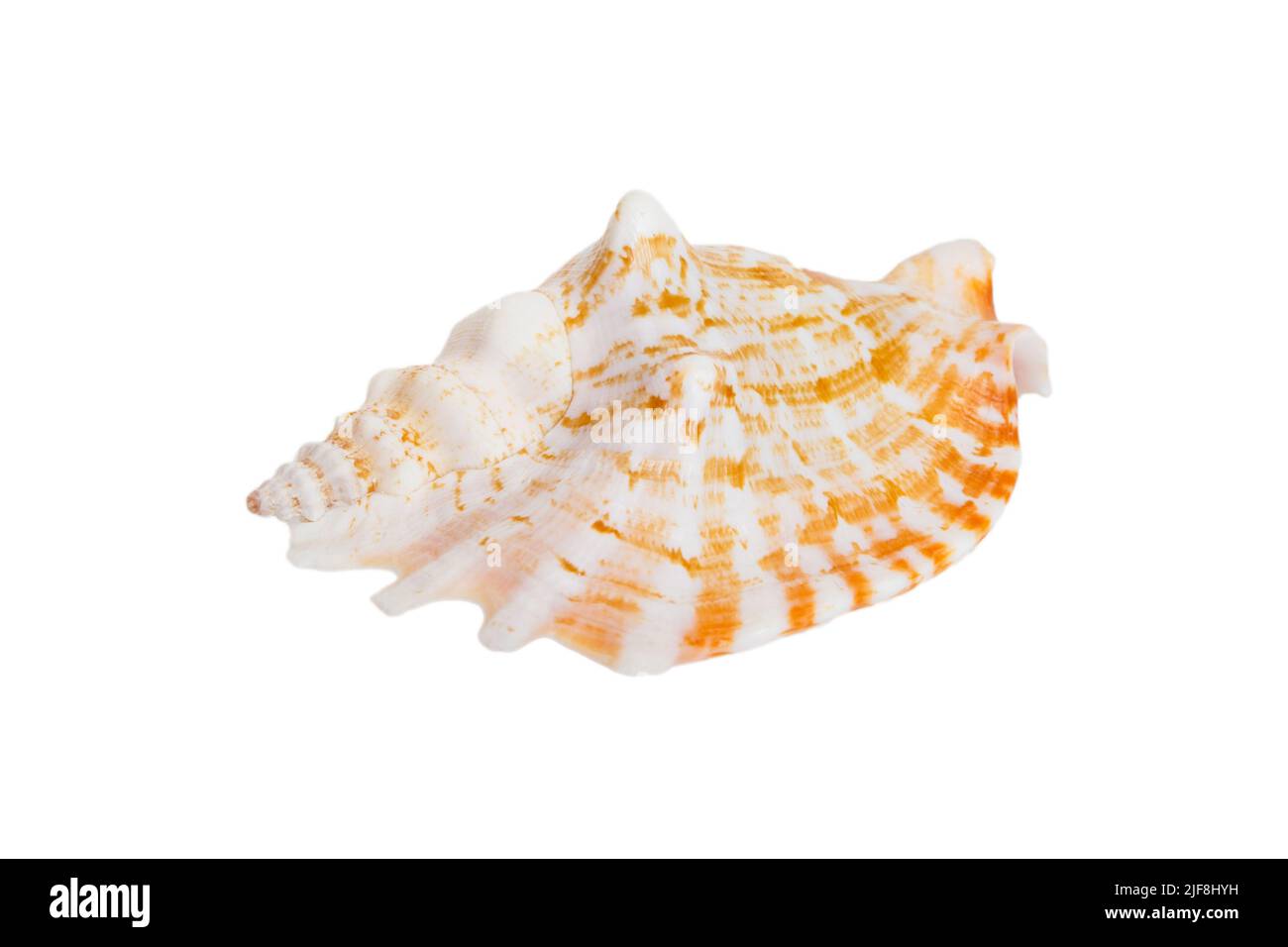 Empty sea shell rapana hi-res stock photography and images - Alamy
