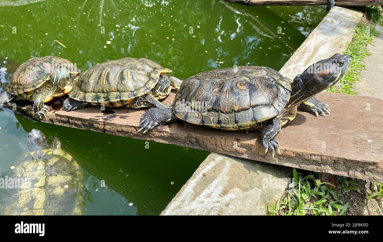 Three turtles hi-res stock photography and images - Alamy