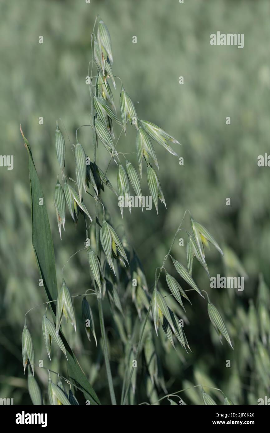 Green oats grow on the field in Bavaria. The grain is photographed in ...