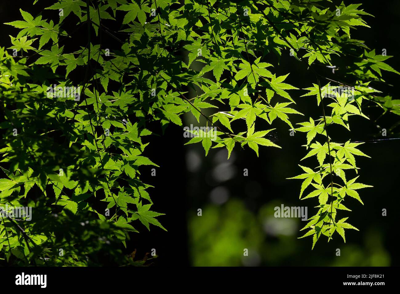 Japanese maple tree (Acer palmatum) in summer green in Izumi no mori ...