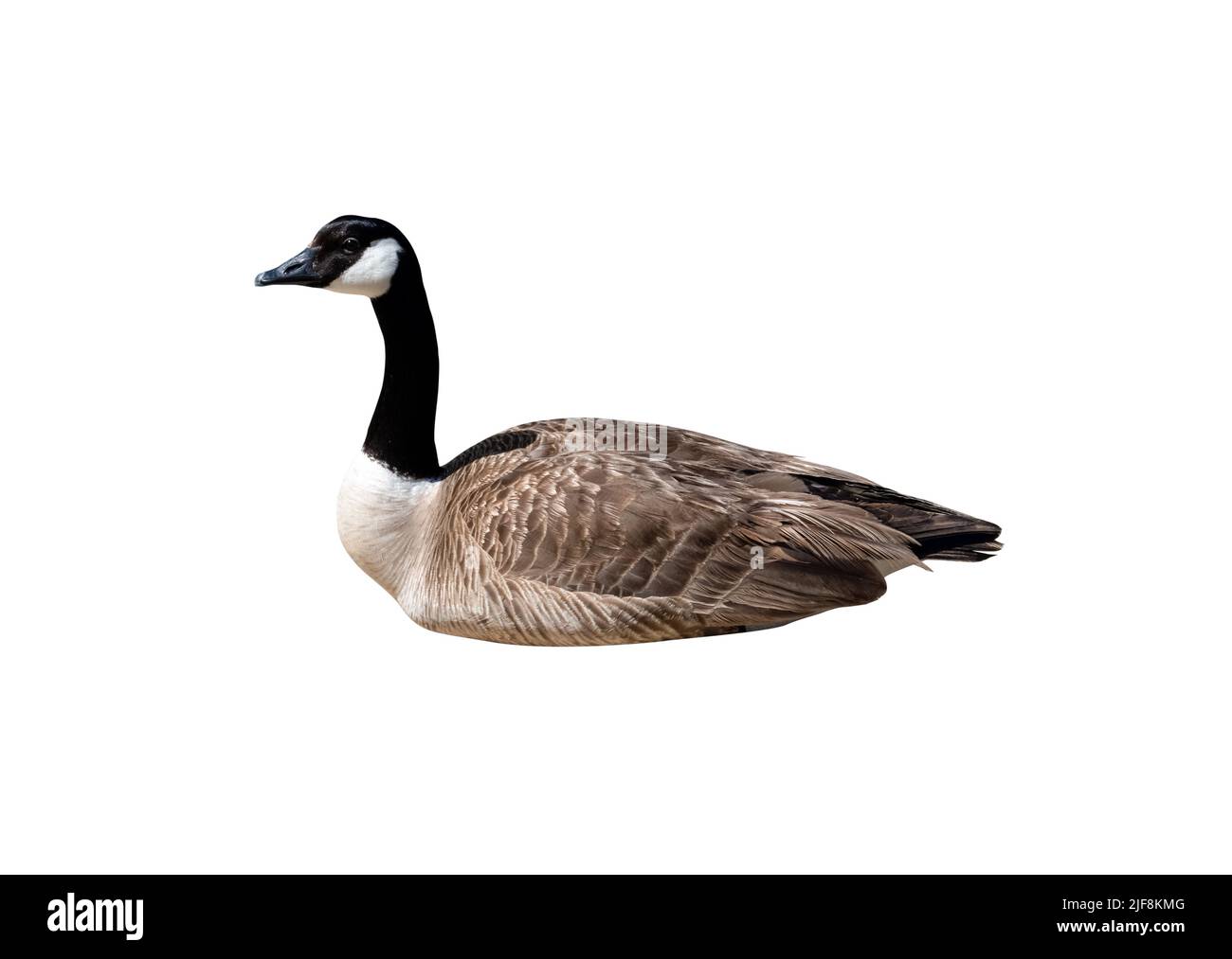 Canada goose closeup cutout isolated on a white background Stock Photo ...
