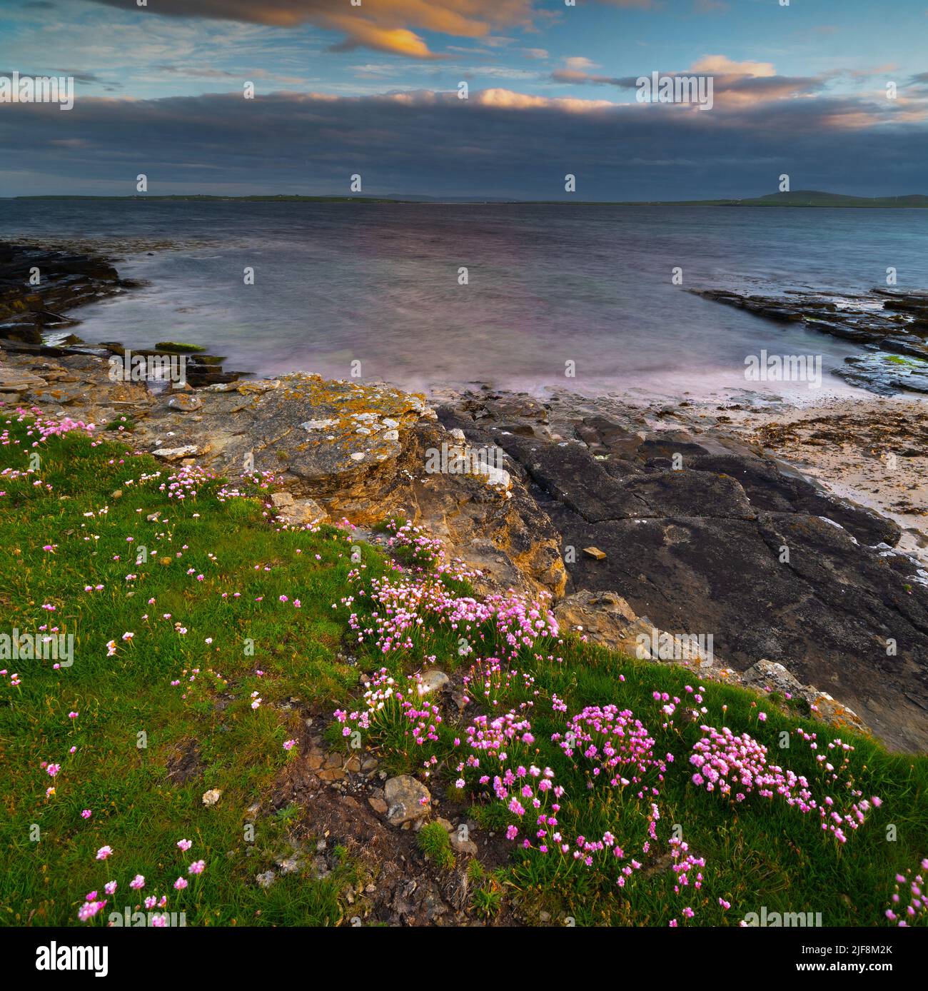 Beautiful pink sea thrift adorning the coast line of Papa Westray ...