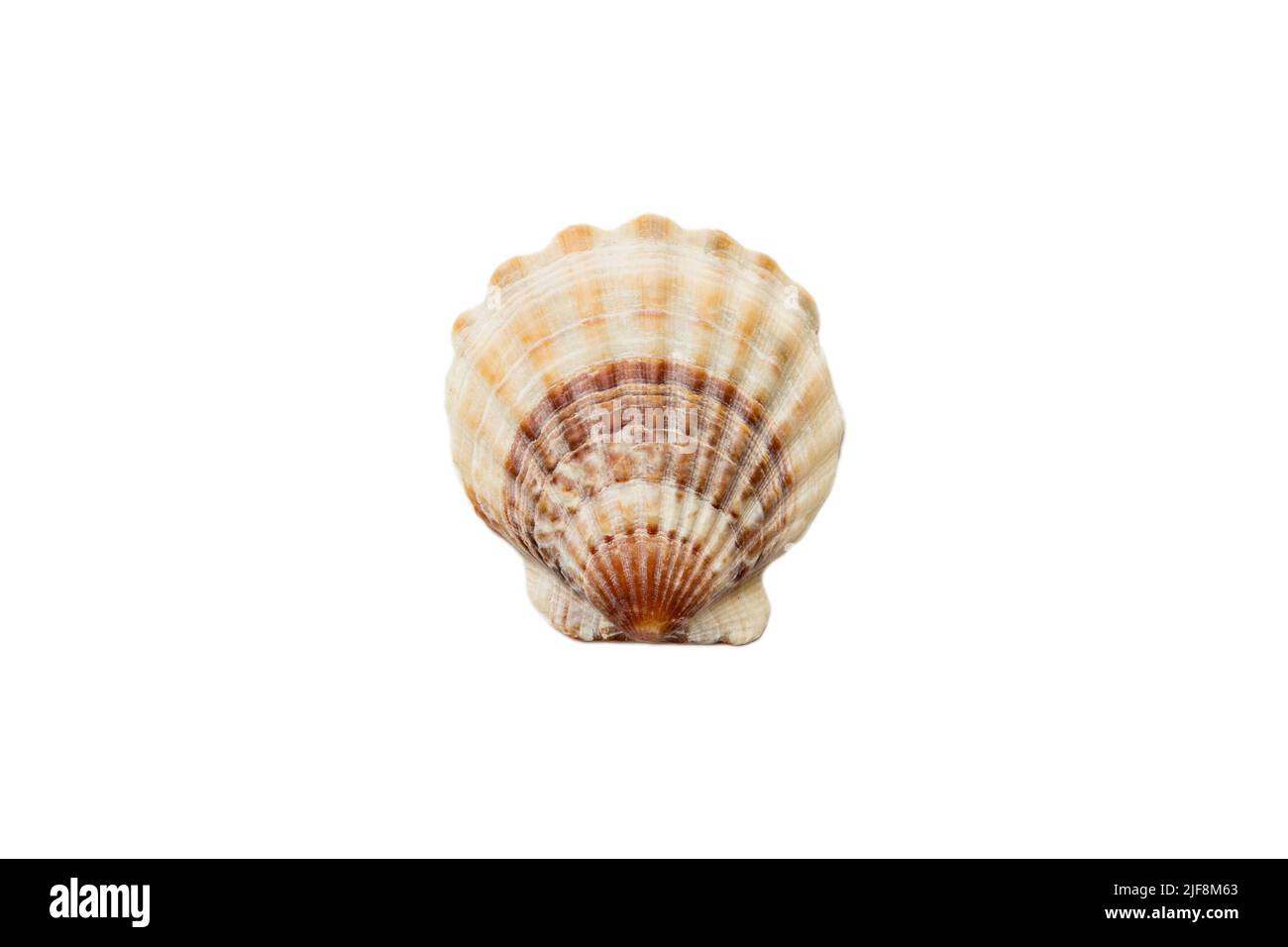 clam shell isolated on white background. perspective view. natural ...