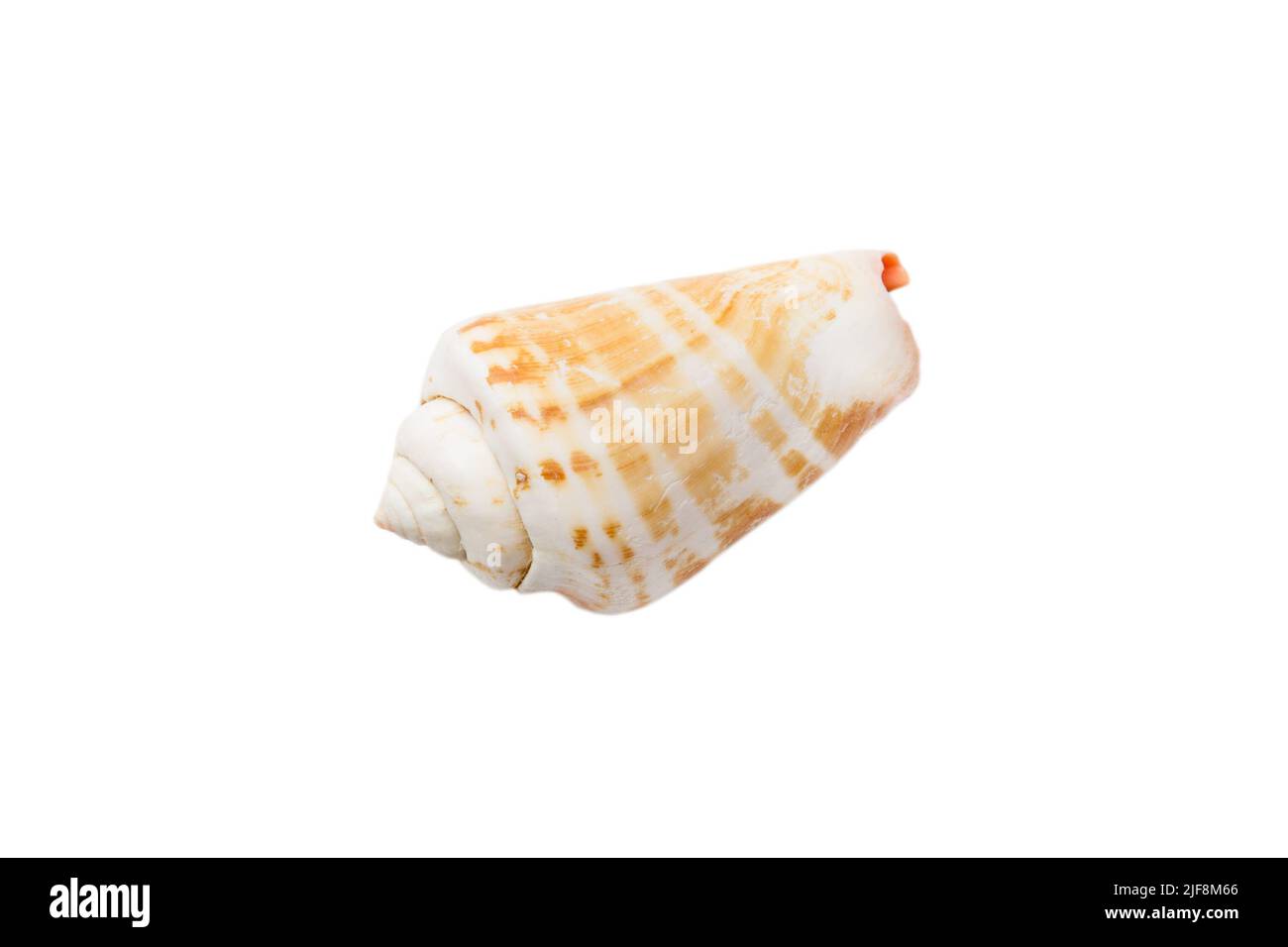 Sea shell isolated on white background. Close up seashell top view ...