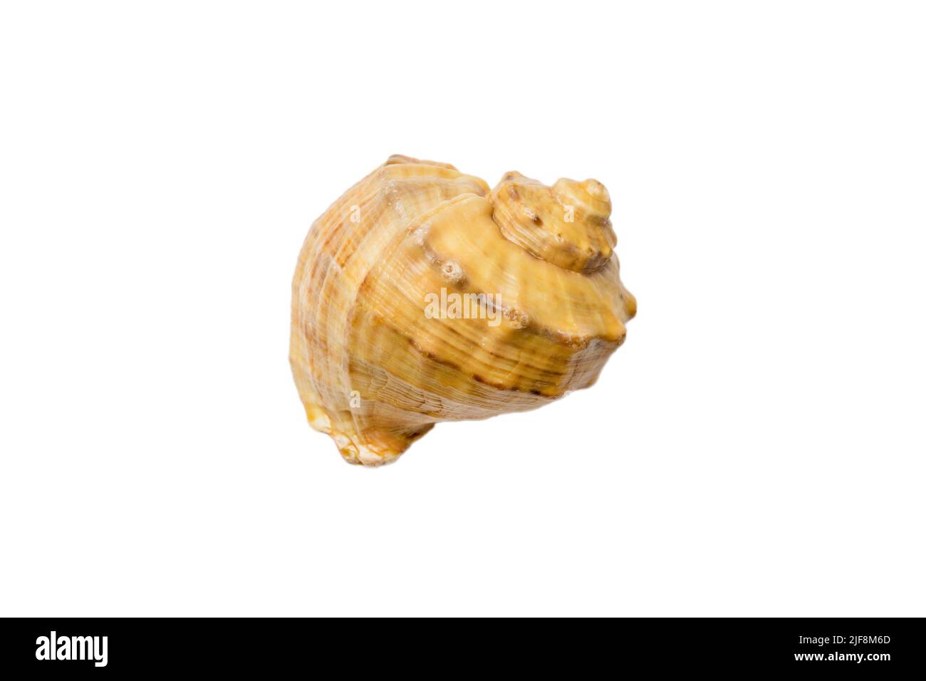 Sea shell isolated on white background. Close up seashell top view ...