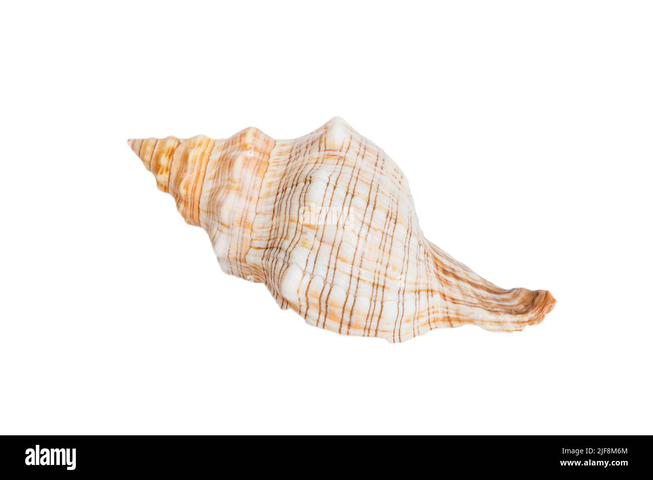 Sea shell isolated on white background. Close up seashell top view ...