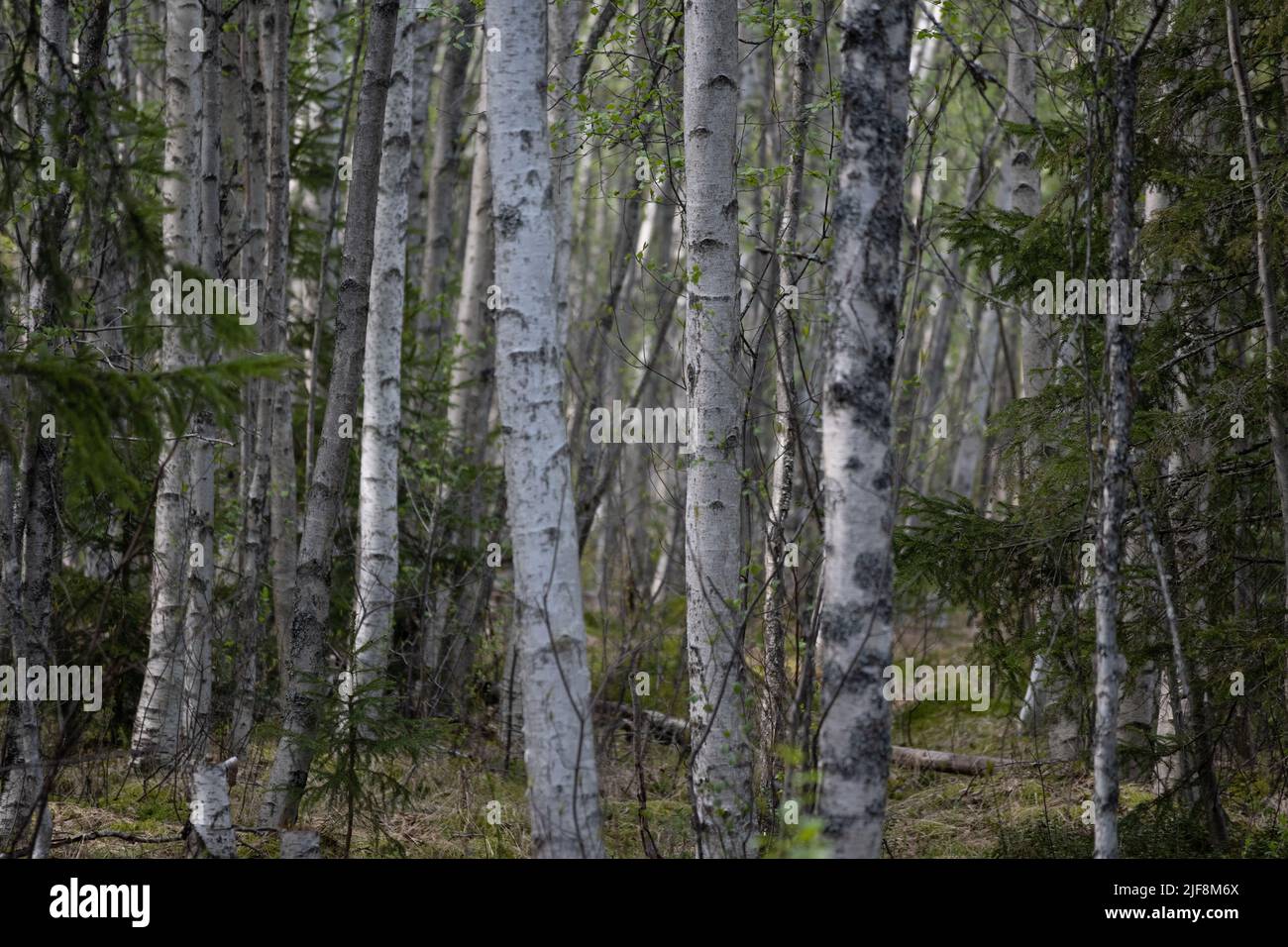 A group of thin birch trees during spring in a forest in Vansbro ...