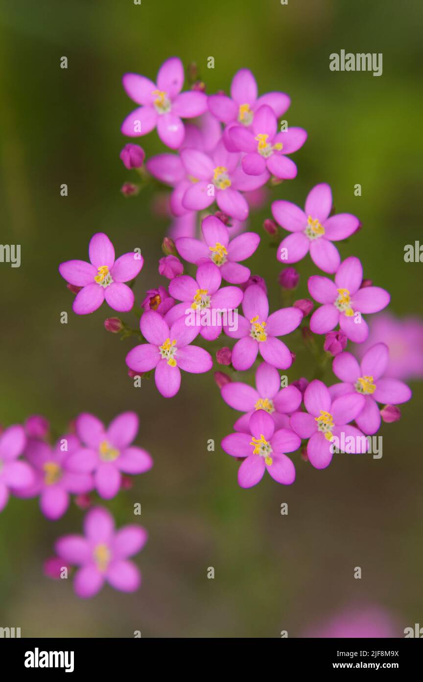 Closeup image of pink flowers of the Centaurium erythraea herb, a ...