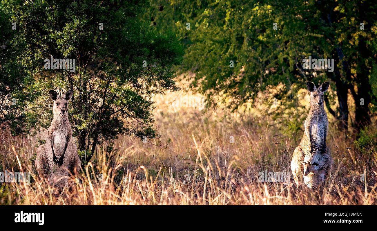 Two Australian kangaroos in the bush, Female has a joey in her pouch ...