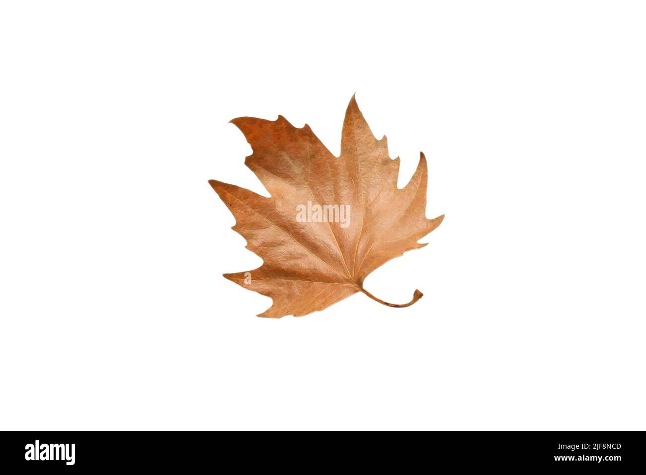 Autumn dry brown maple leaf. maple leaves. Warm colors of Autumn ...