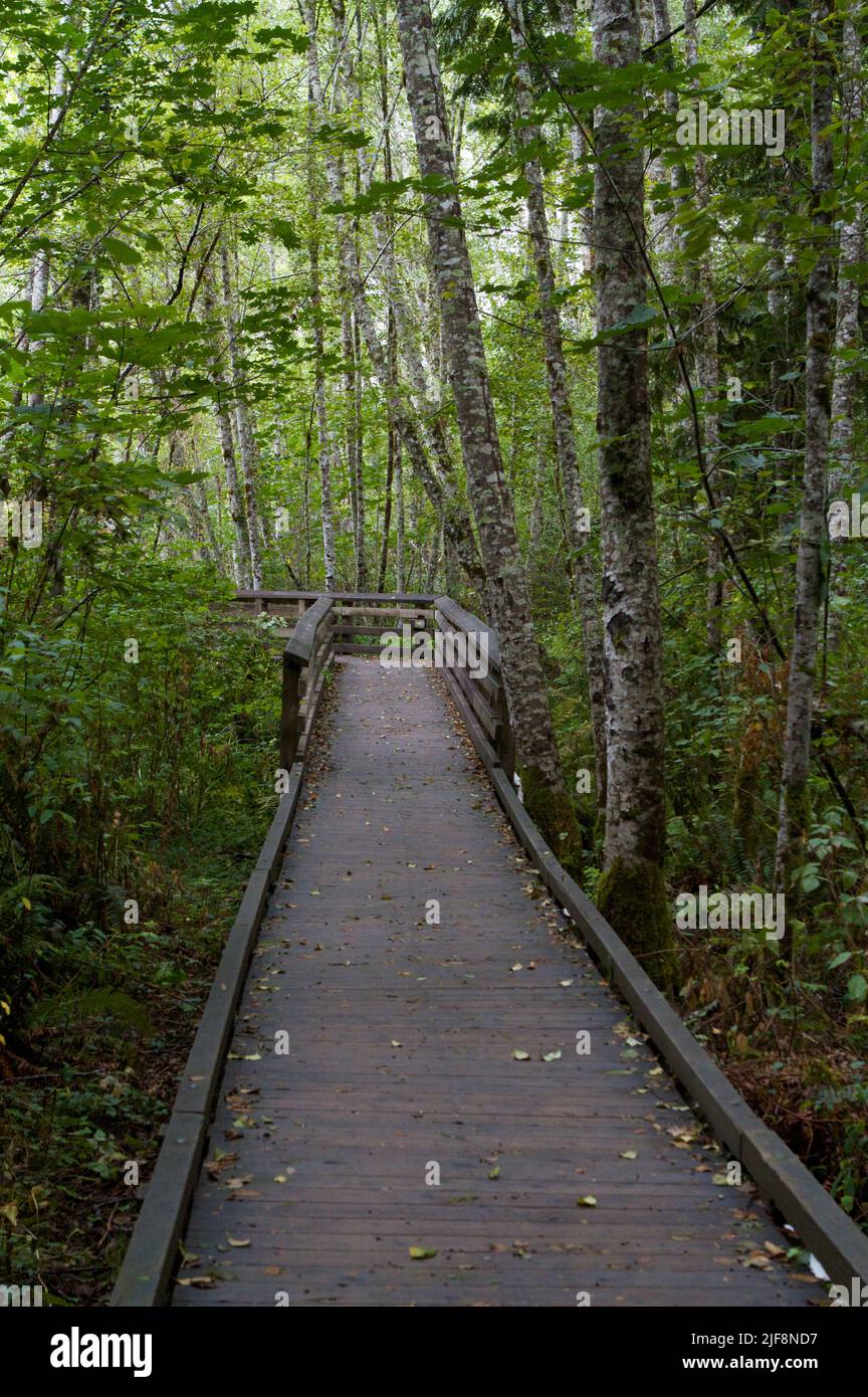 Raised wooden pathway through alder trees in Washington woods Stock ...