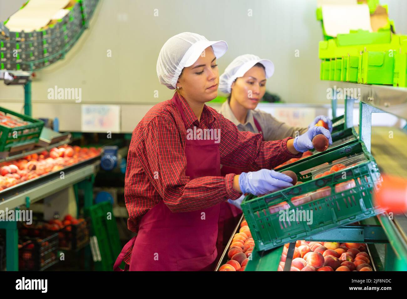 Two women sorting peaches Stock Photo - Alamy