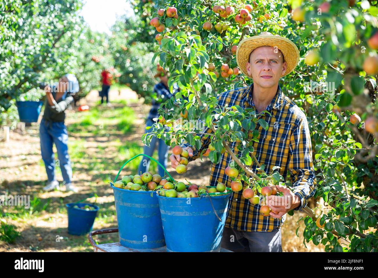 Farmer harvesting pears in garden hi-res stock photography and images ...