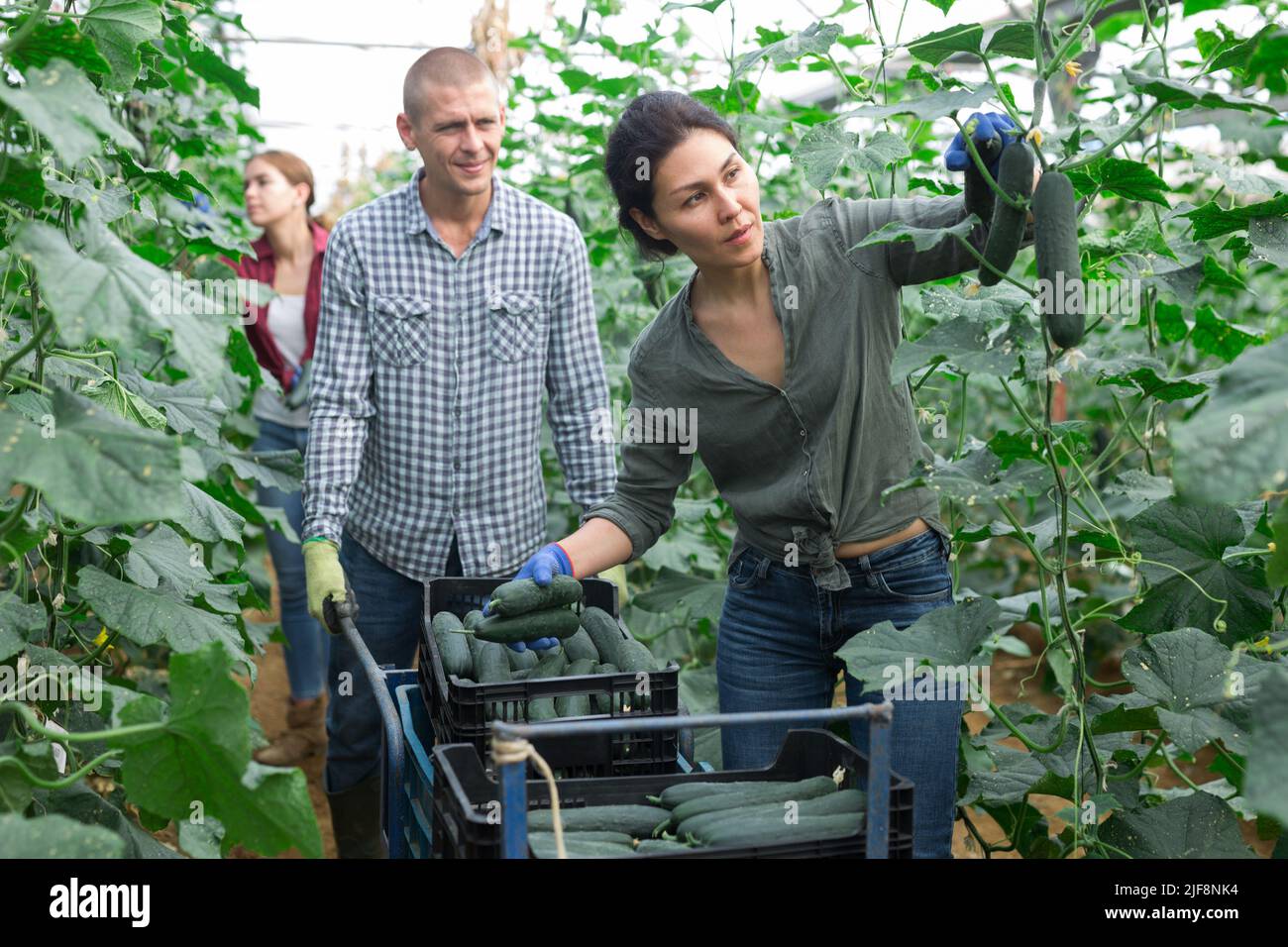 Three workers picking cucumbers Stock Photo - Alamy