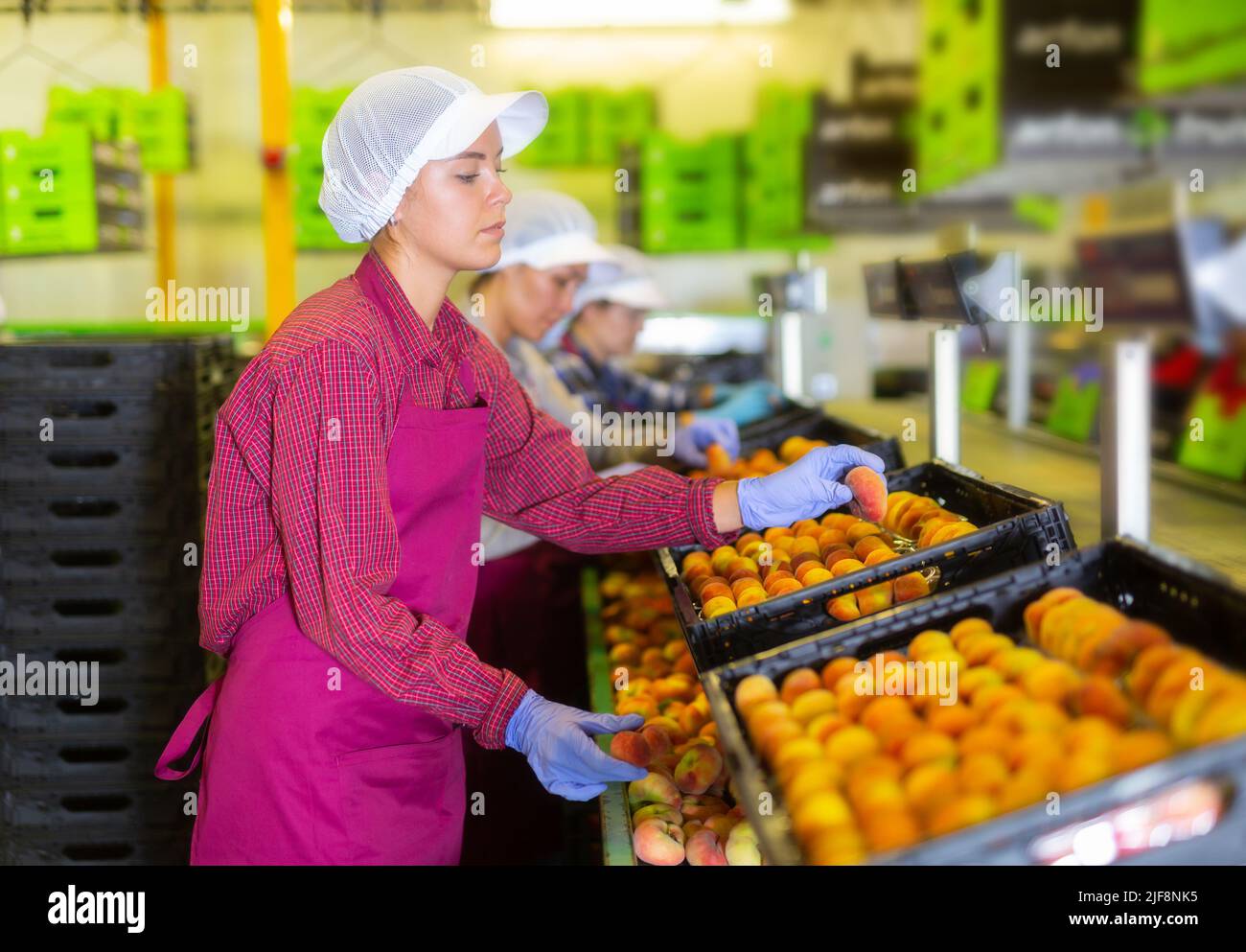 Three women working in sorting room Stock Photo - Alamy