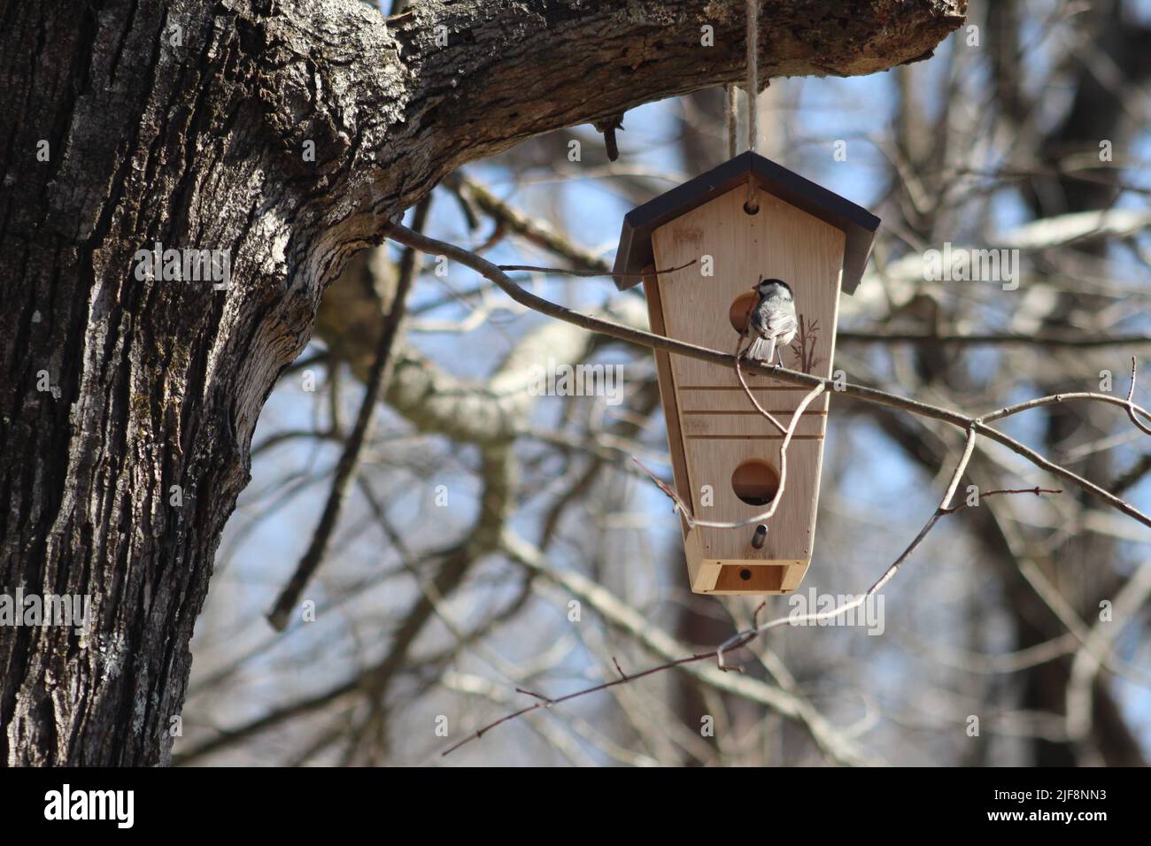 Bamboo bird house hi-res stock photography and images - Alamy